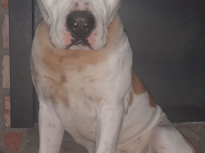 Американский стаффордширский терьер