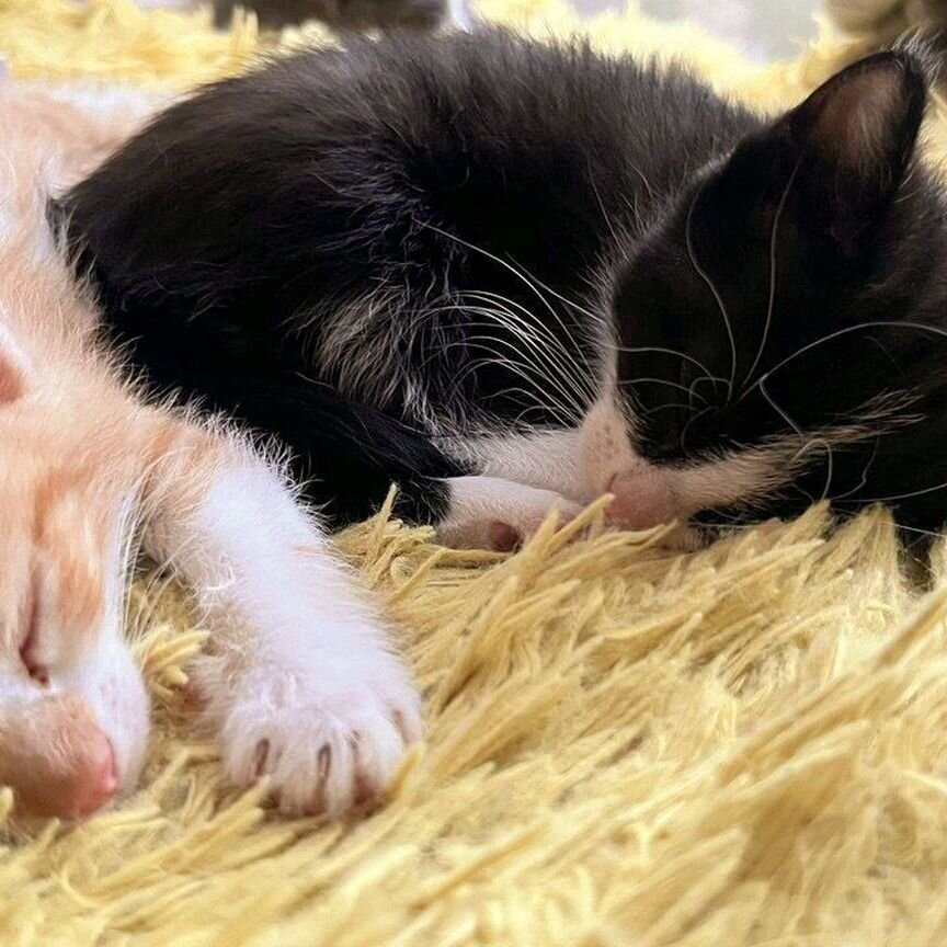 Котята в добрые руки