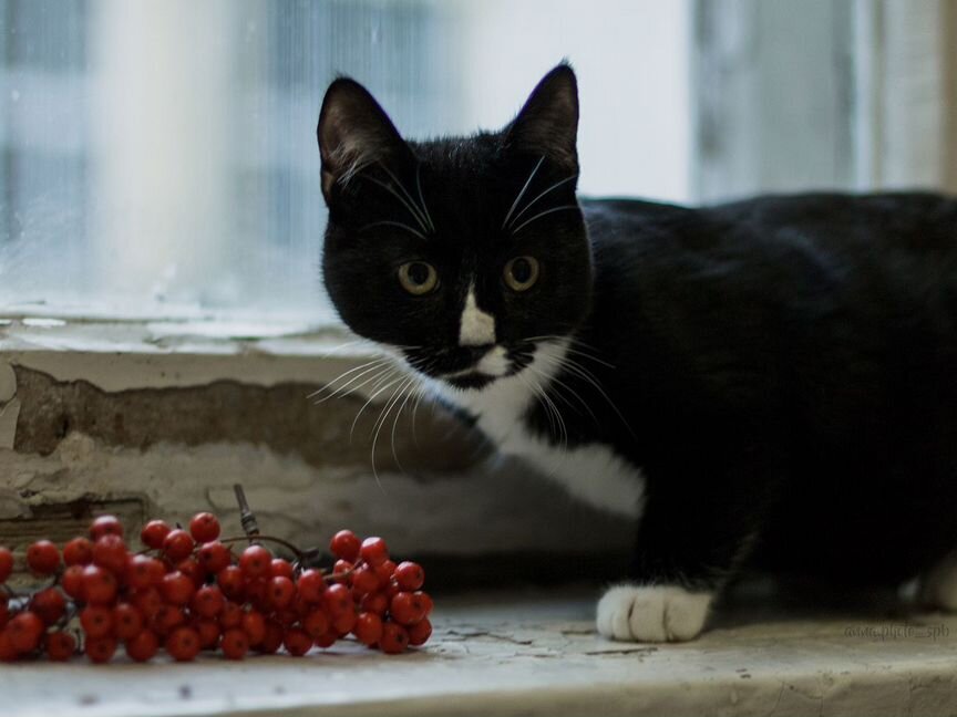 Котенок Феликс