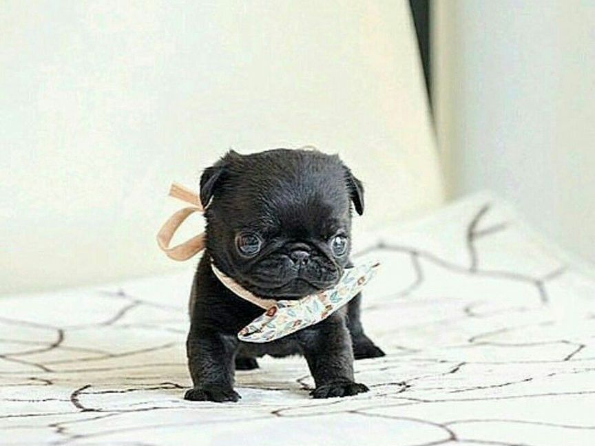 Щенки мини мопса