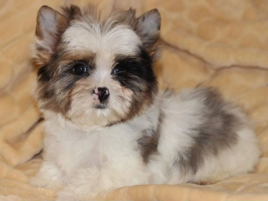 Биверенок мальчик