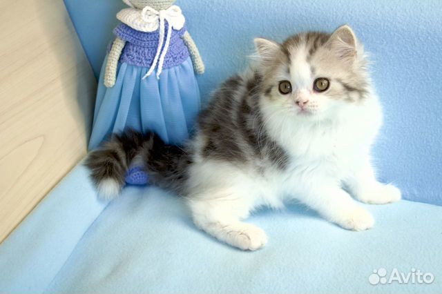 Милый котик хайленд страйт