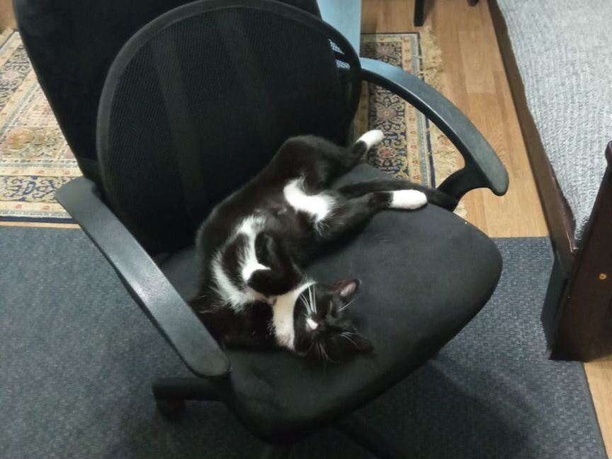 Кошечка в добрые руки бесплатно