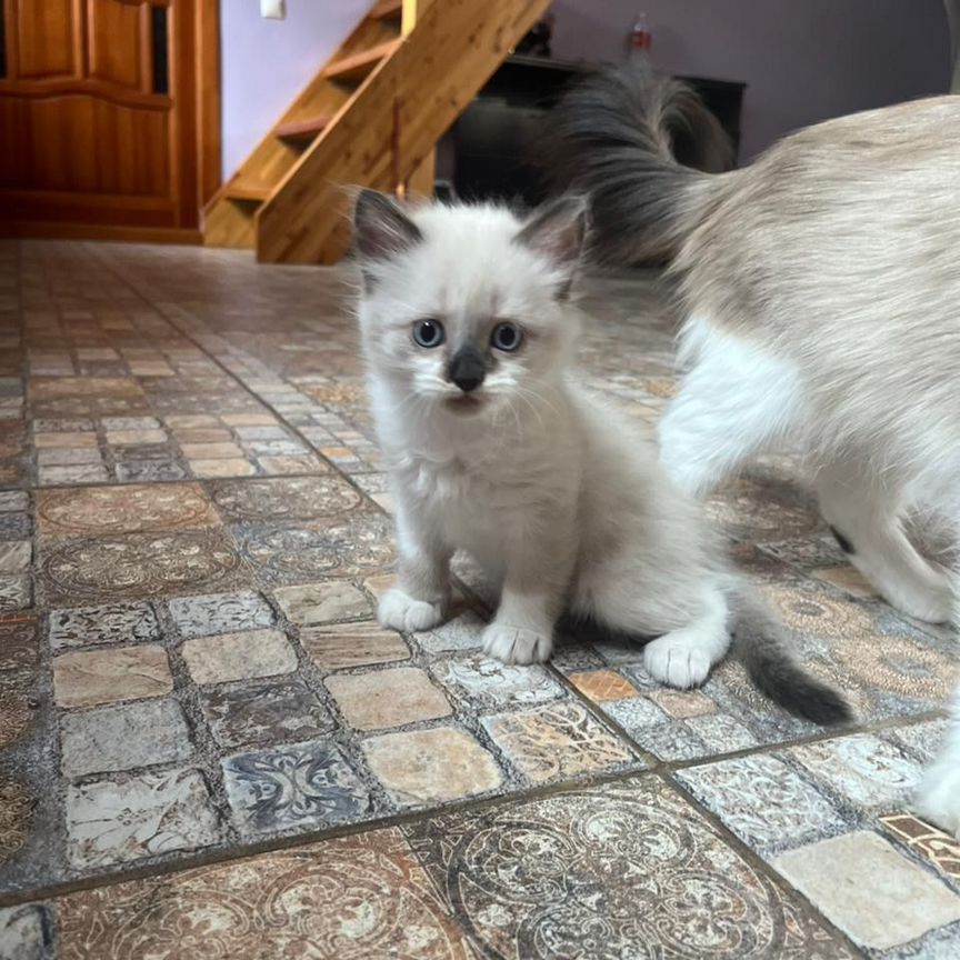 Котенок невской маскарадной