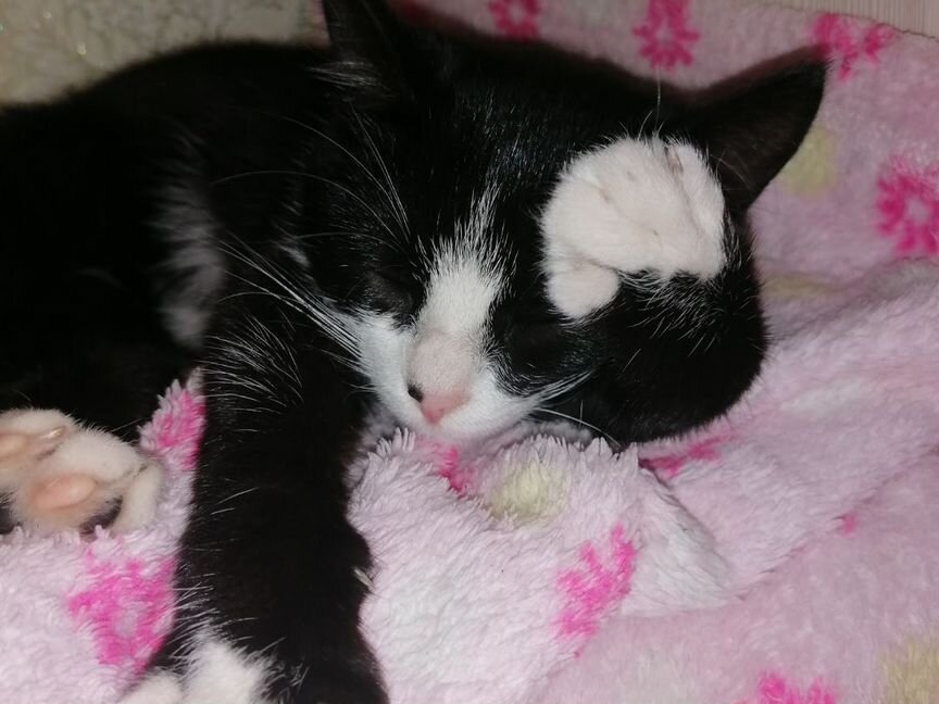 Кошечка в добрые руки