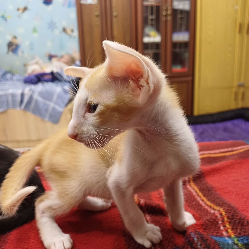 Ориентальные котики