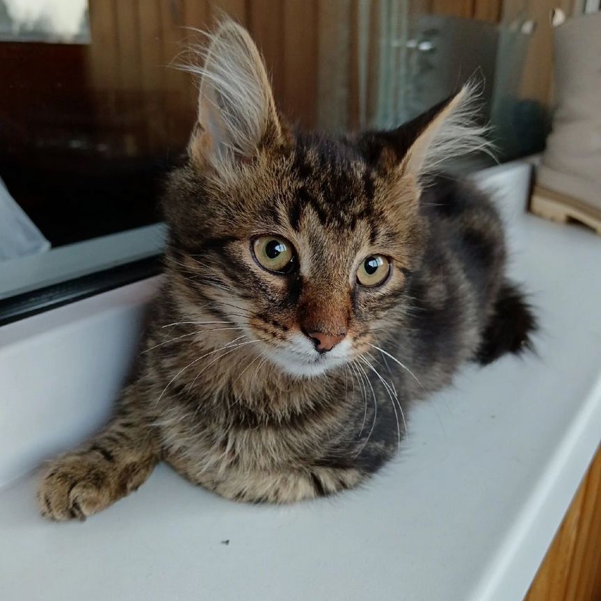 Котенок Максик