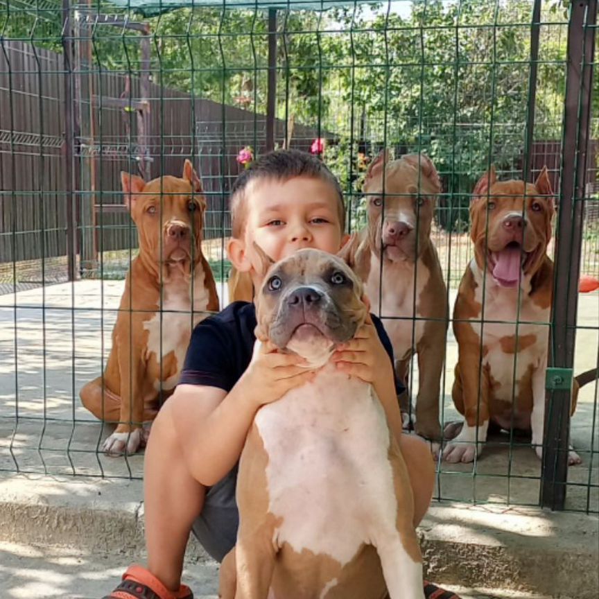 Американский булли xl