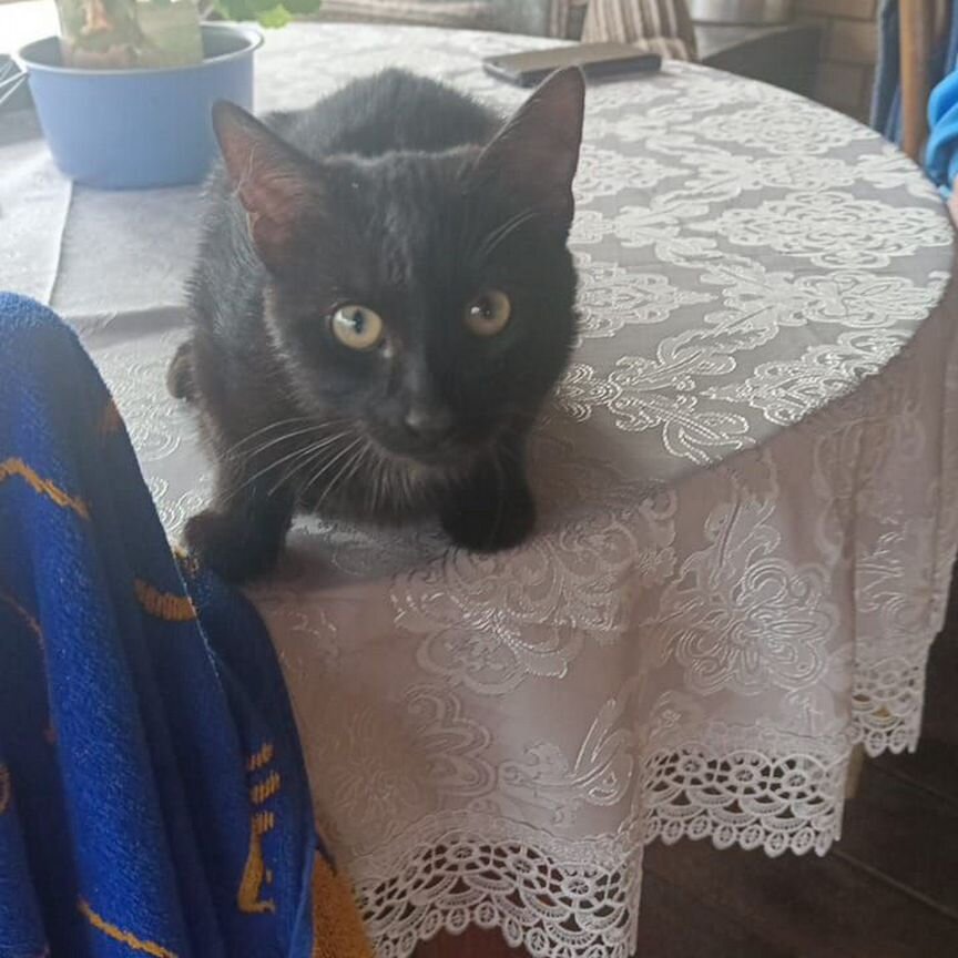 Отдам кота в добрые руки