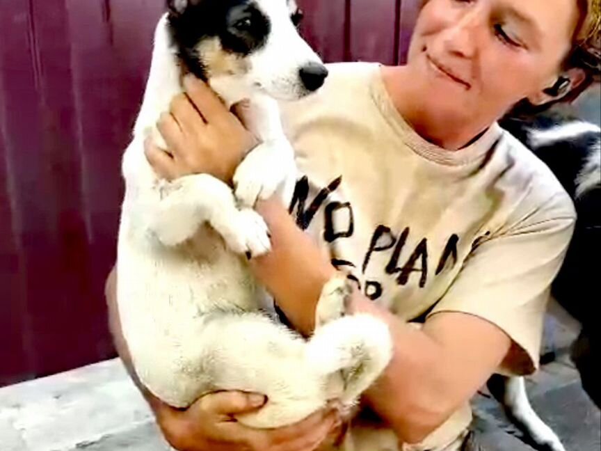 Маленькая собачка Джек Рассел метис