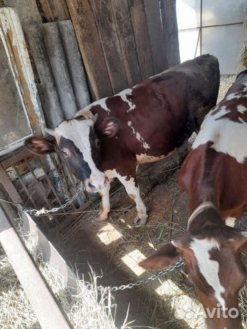 Тёлка и телок