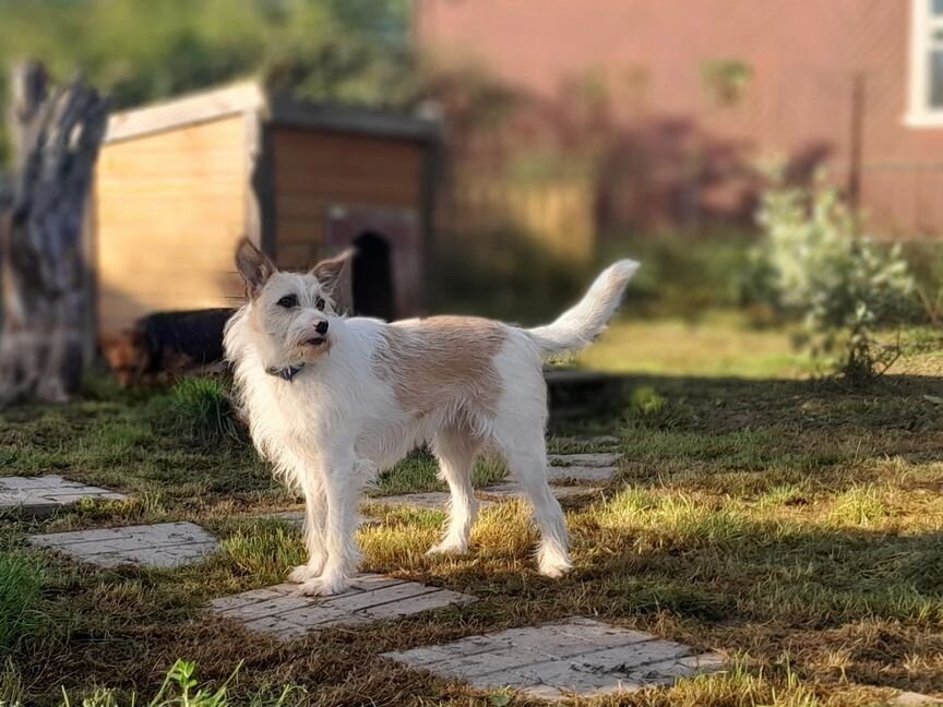 Милая Милочка ищет дом