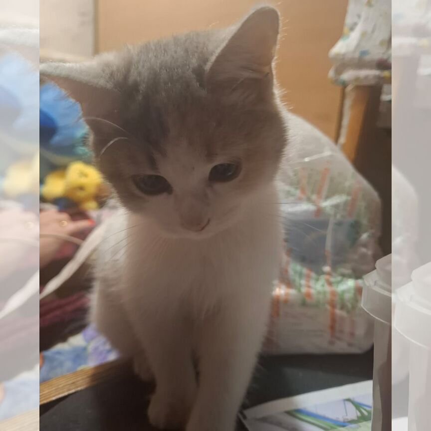 Продам кошечку