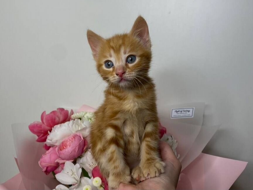 Котята бесплатно