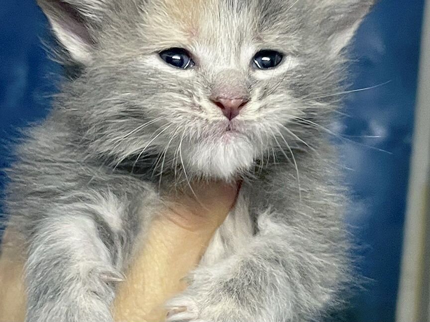 Мейн кун кошечка