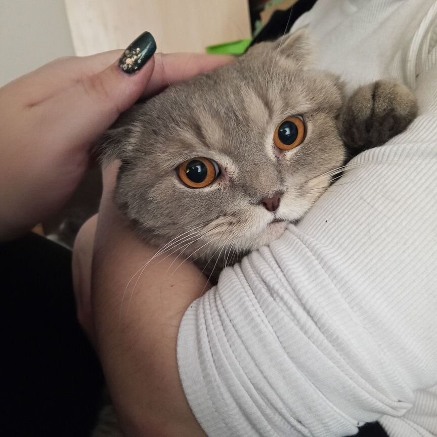 Шотландская