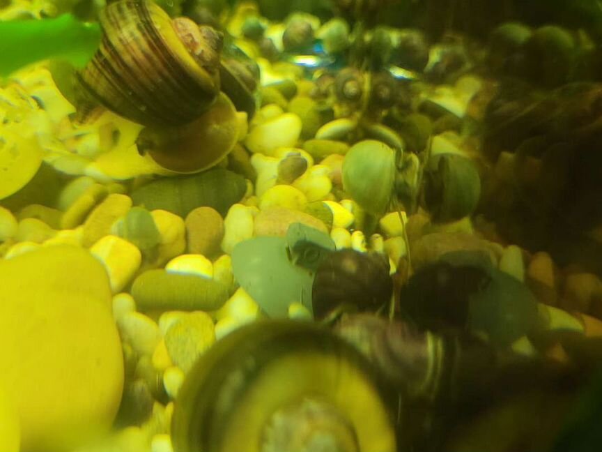 Улитки аквариумные