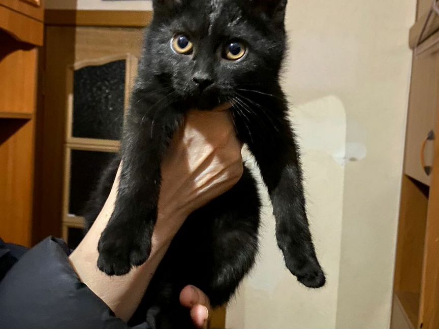 Котята 2,5 мес в дар