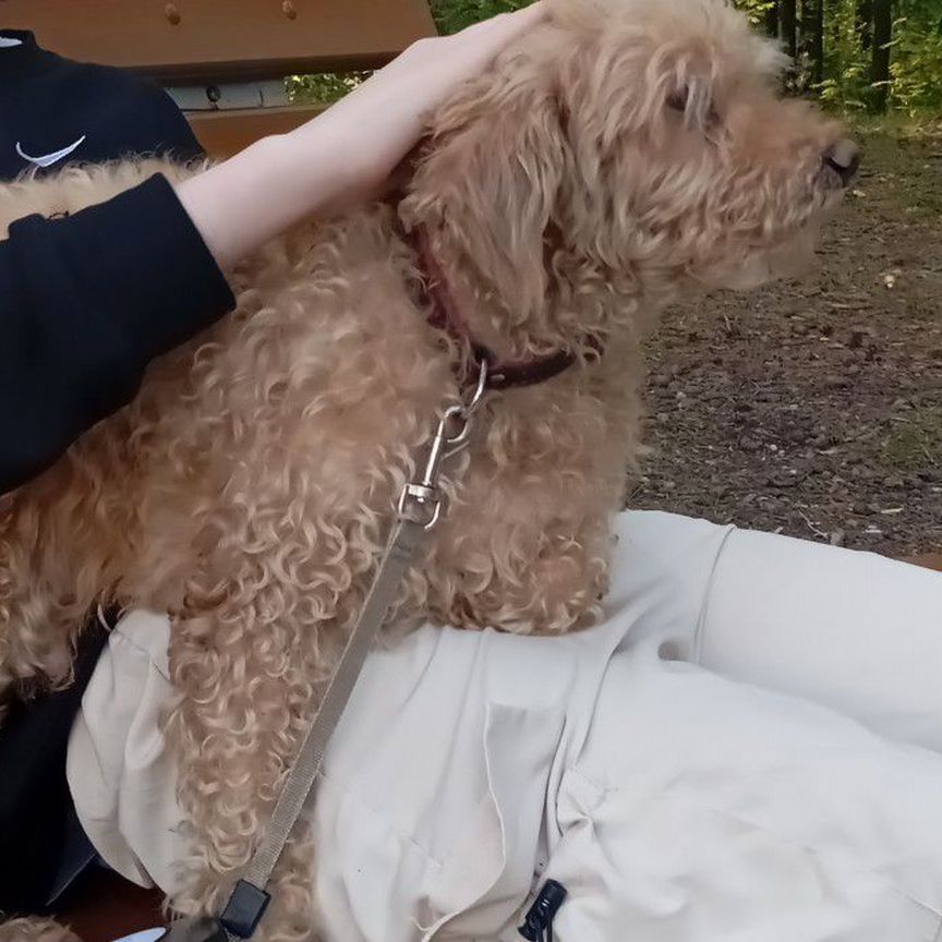 Отдам в добрые руки