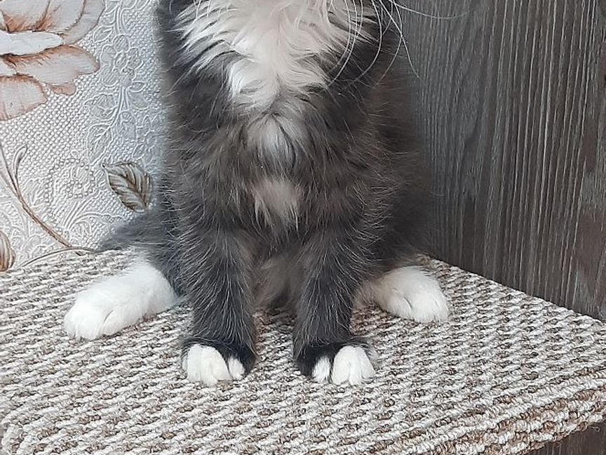 Котенок мальчик