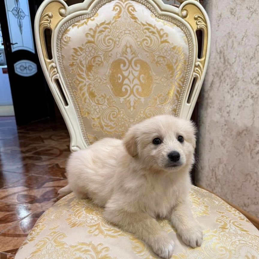 Щенок в добрые руки