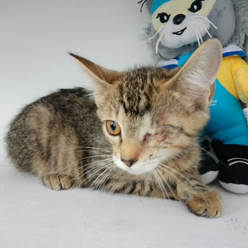 Особенный котик в добрые руки