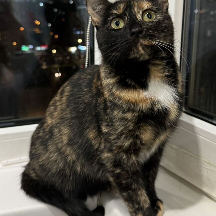 Котонек в хорошие руки