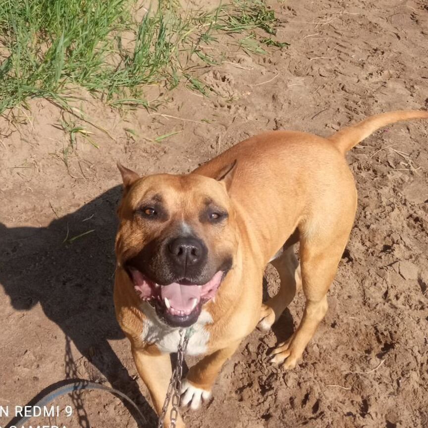 Ищу вязку американскому стафордширскому терьеру