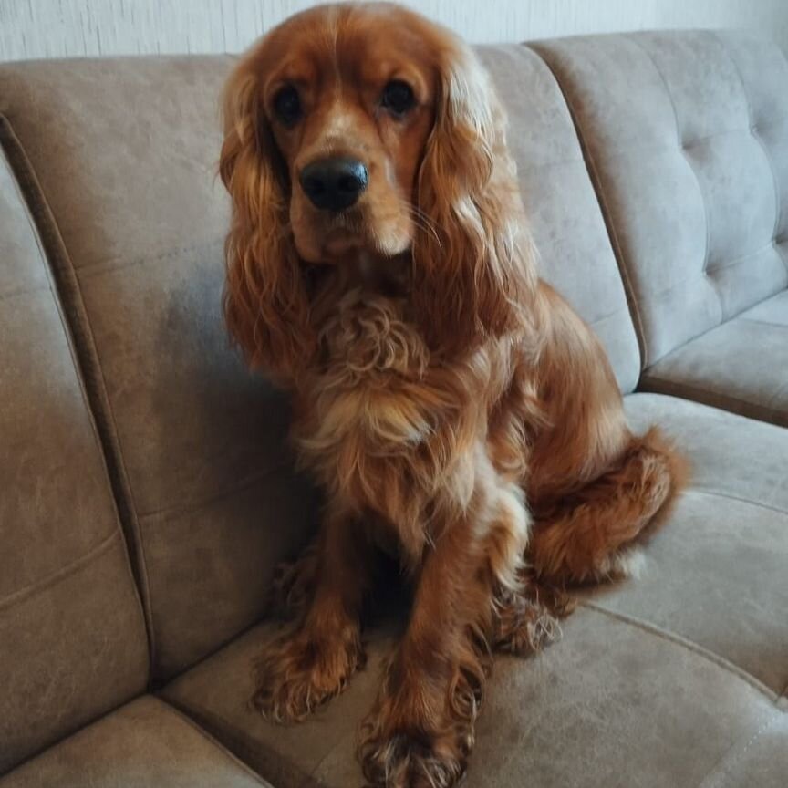 Английский кокер-спаниель, взрослый пёс