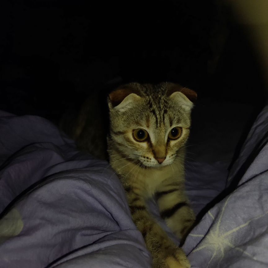 Шотланский вислоухий котенок