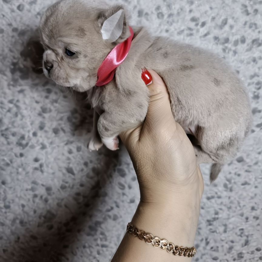 Чихуахуа, щенок