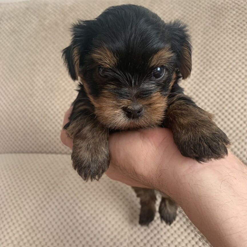 Йоркширский терьер