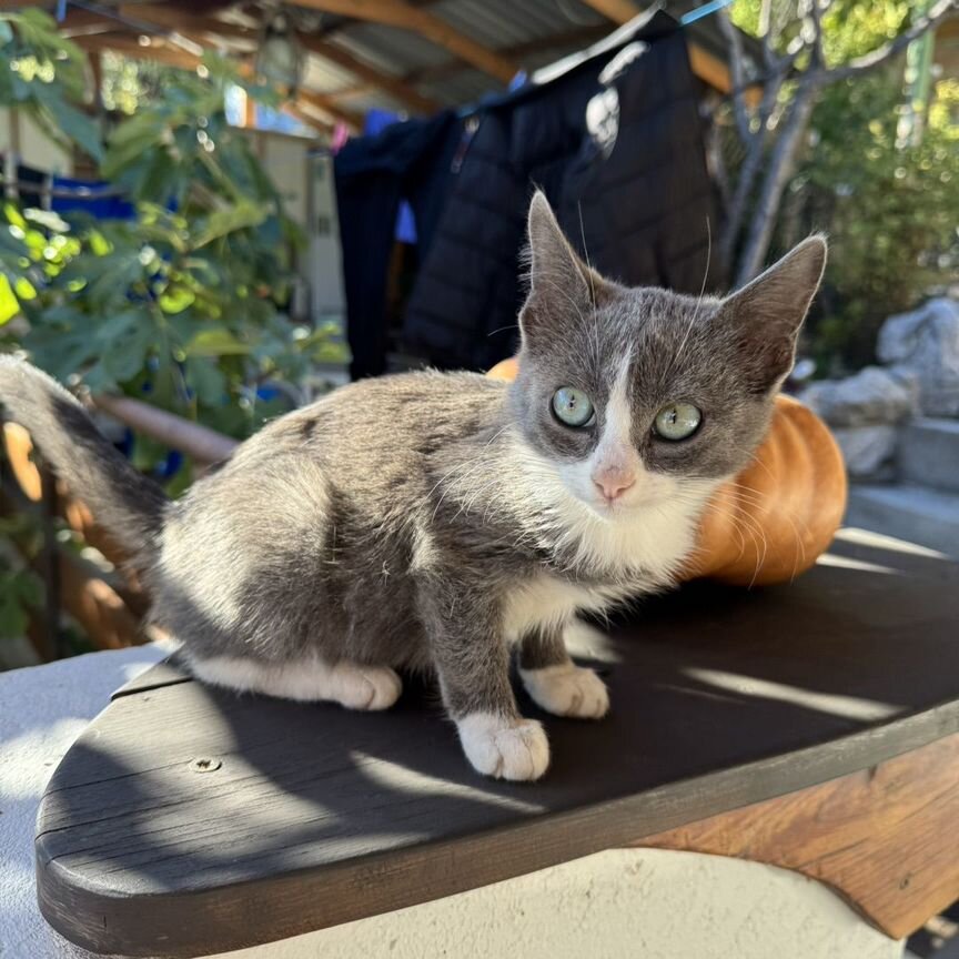 Волшебная кошечка в добрые руки