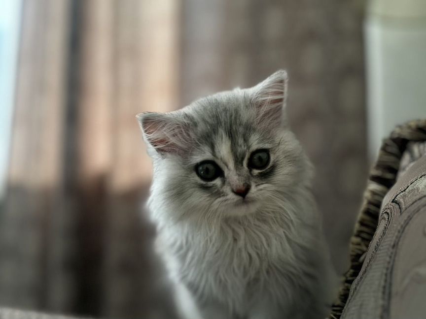 Котенок
