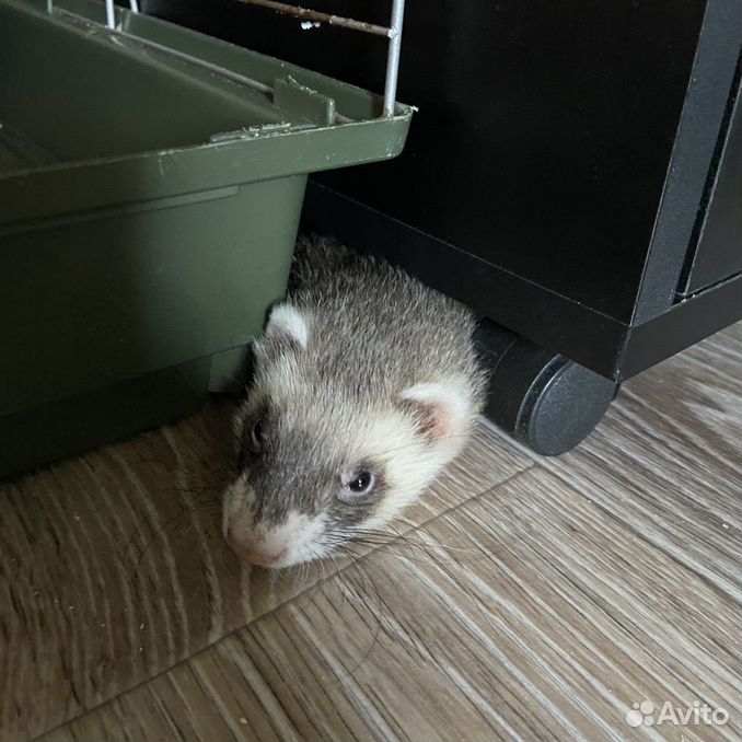 Хорек с клеткой