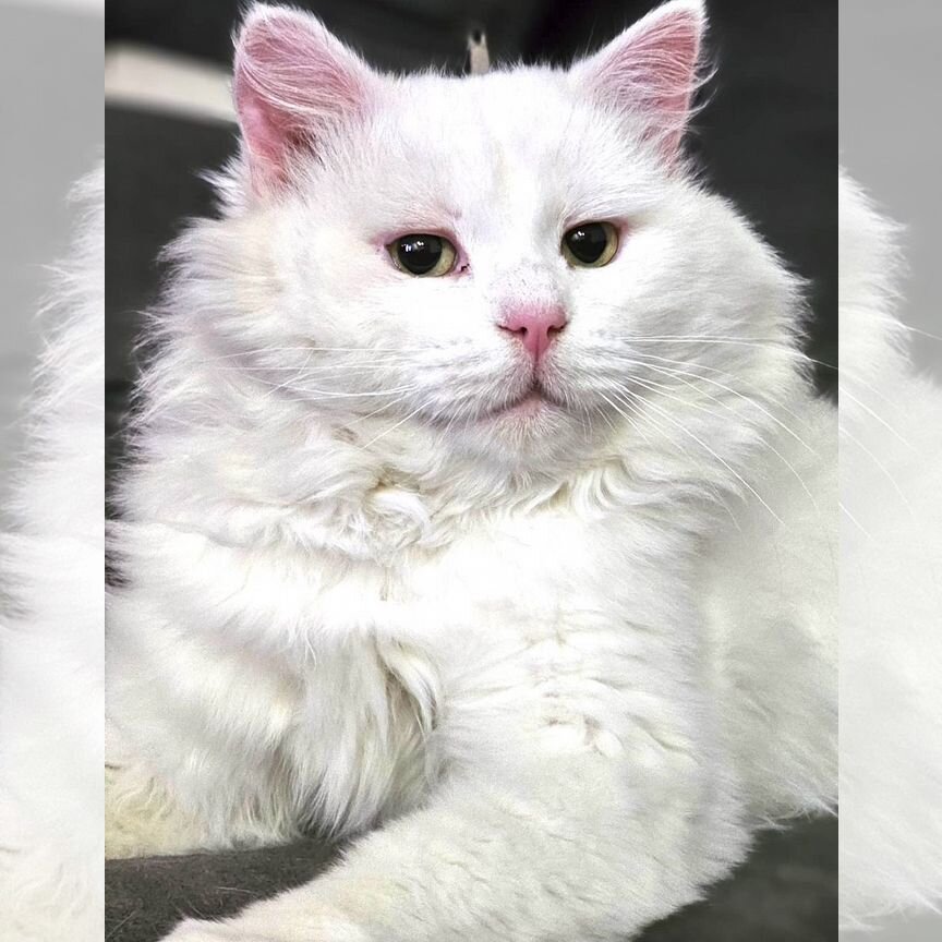 Шикарный пушистик-компаньон Семушка