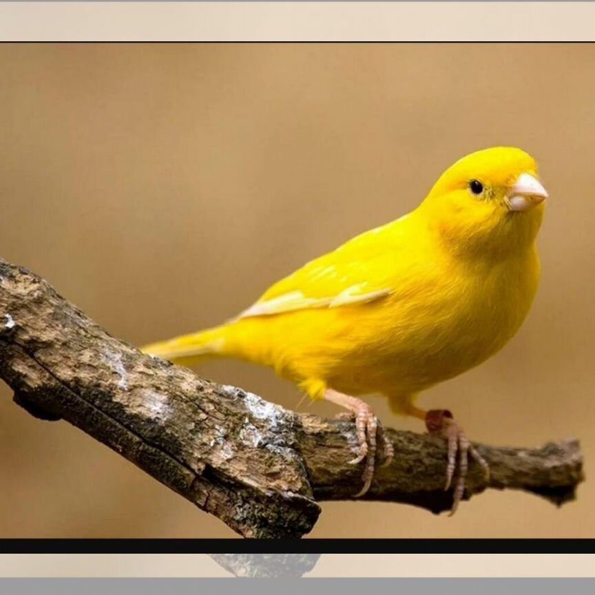 Кенар канареки