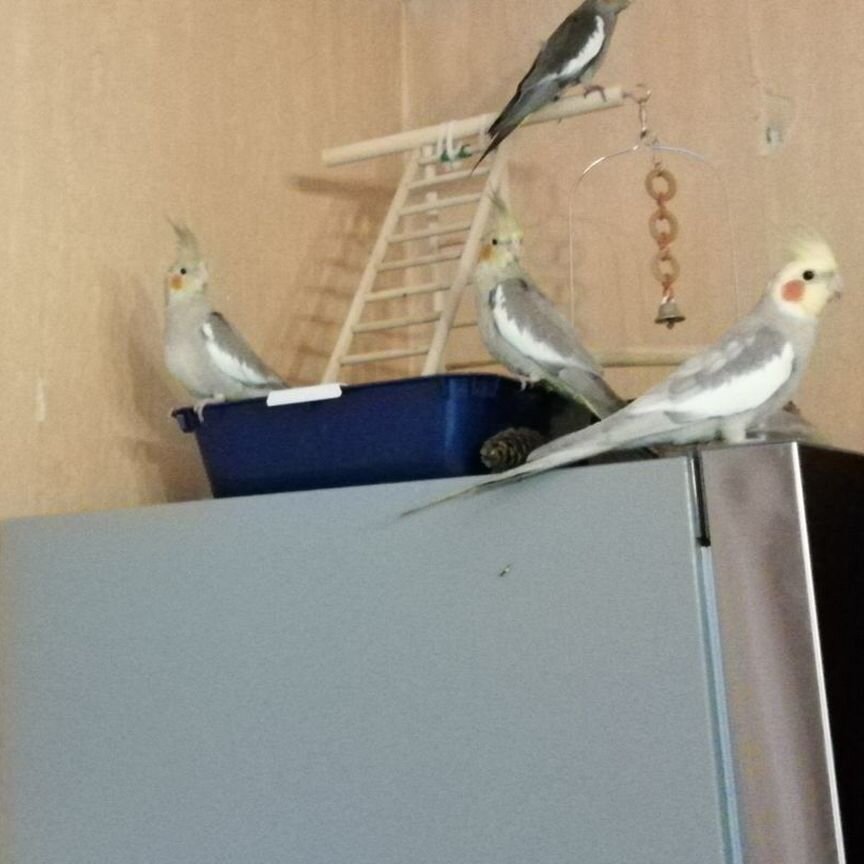 Продажа птенцов кореллы