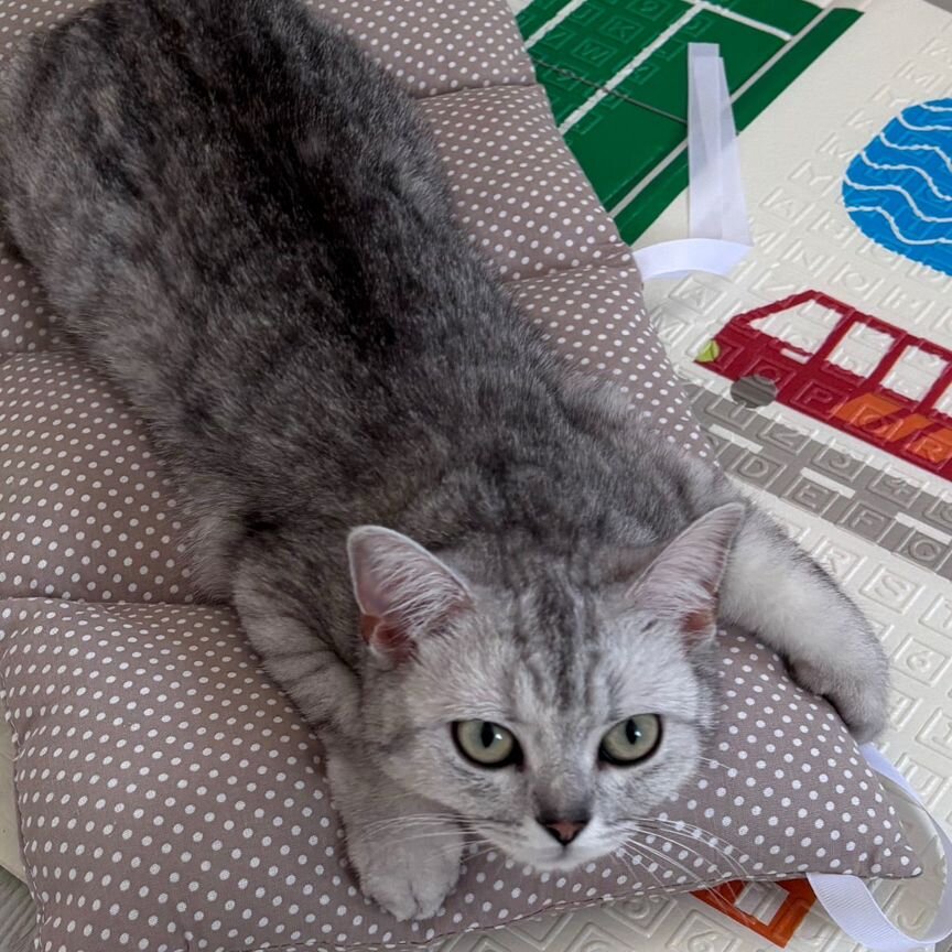 Потерялась кошечка