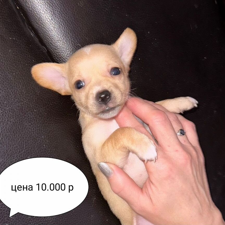 Крошки на ладошке