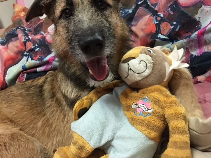 Собака в добрые руки