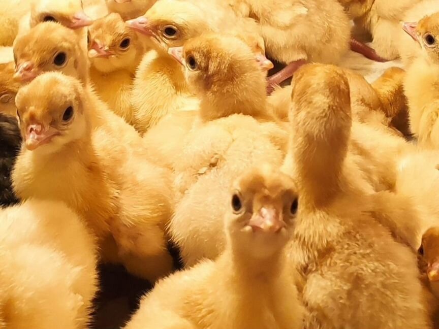 Индюшата Хайбрид Конвертер Канада, Франция