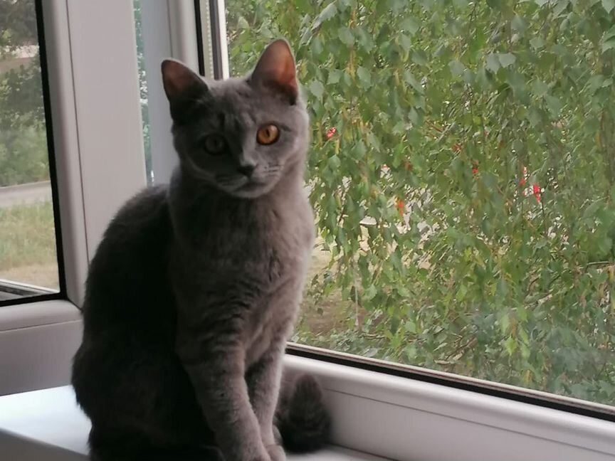 Молодая кошка ищет кота на вязку. "