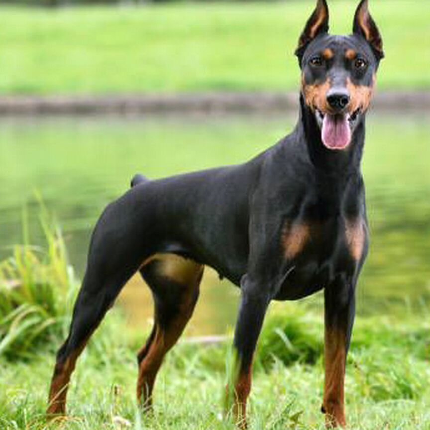 Доберман