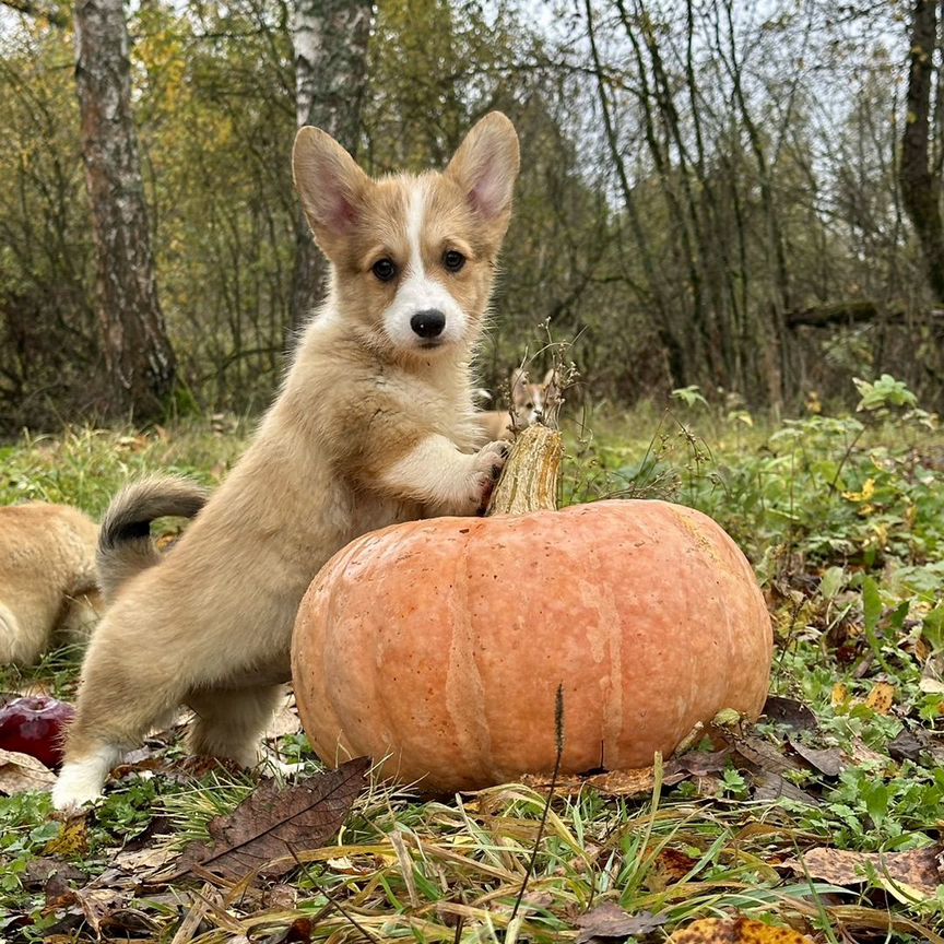 Щенки вельш-корги пемброк с хвостиками