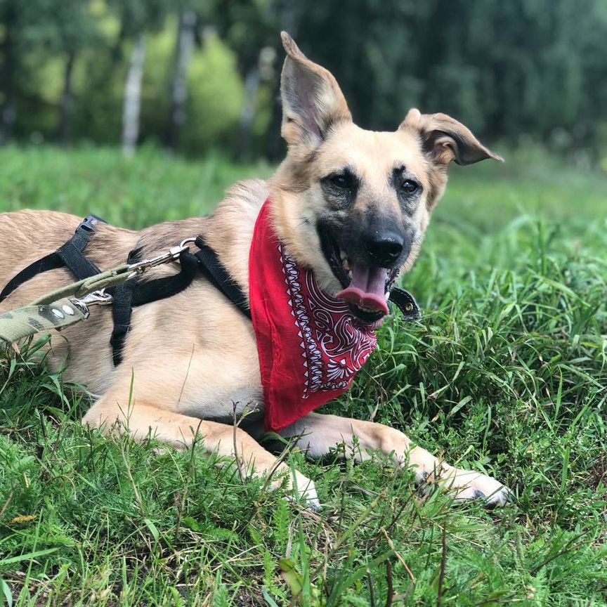 Трепетная собака. Только ответственным хозяевам