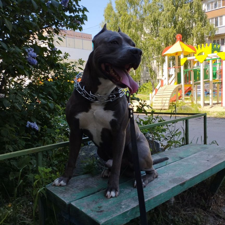 Ам стафф Вязка