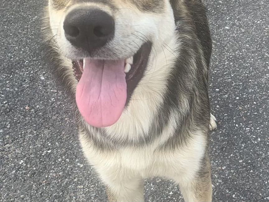 Собака в добрые руки