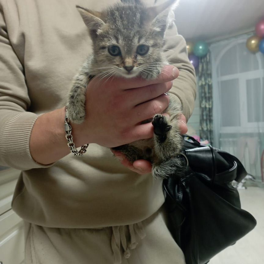 Котёнок в добрые руки