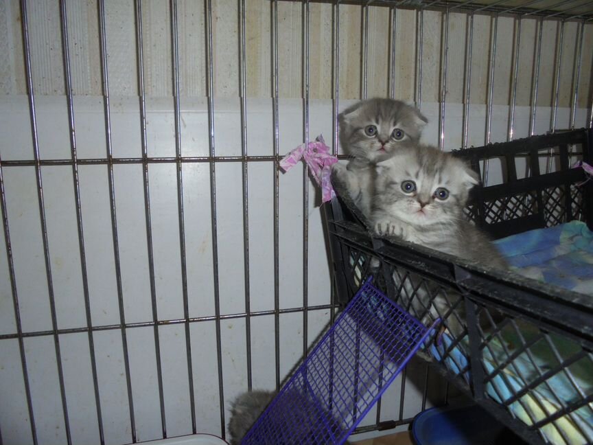 Шотландские котятки